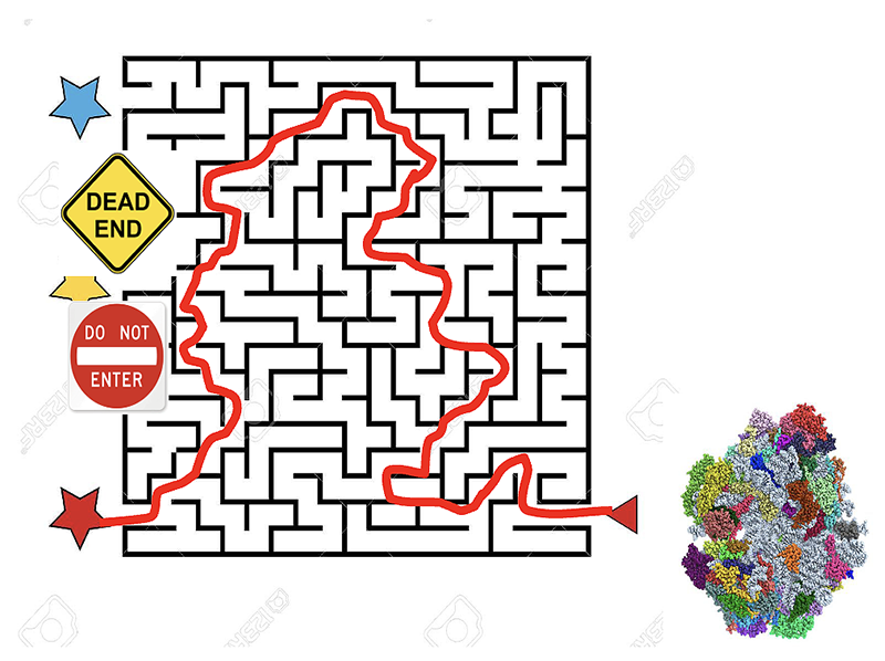 Research | Karbstein Lab | Vanderbilt University