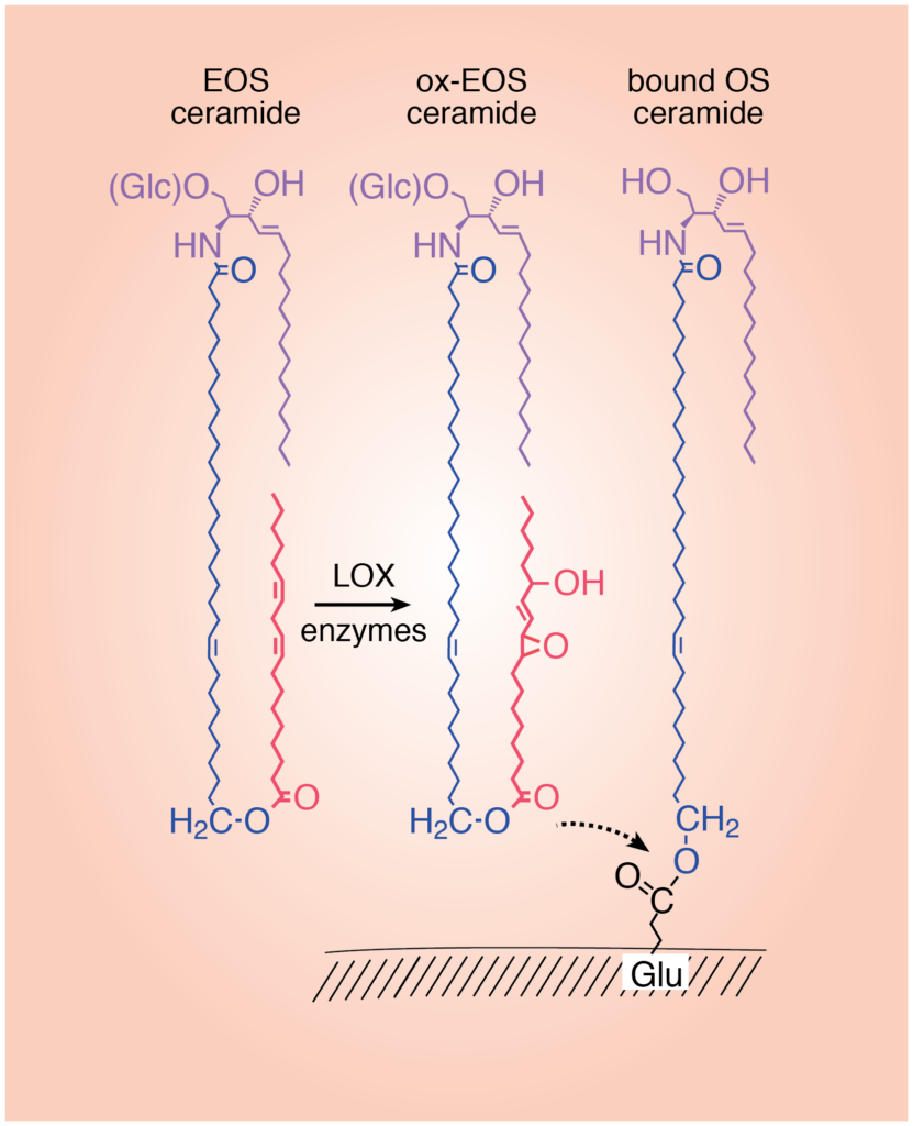 Research | Brash Lab | Vanderbilt University