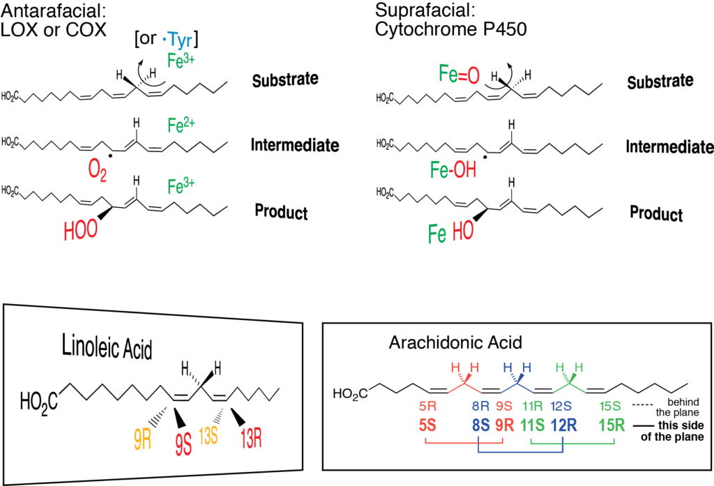 Research | Brash Lab | Vanderbilt University