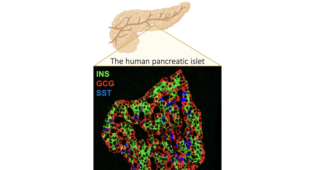The human pancreatic islet: insulin-producing beta cells (green ...