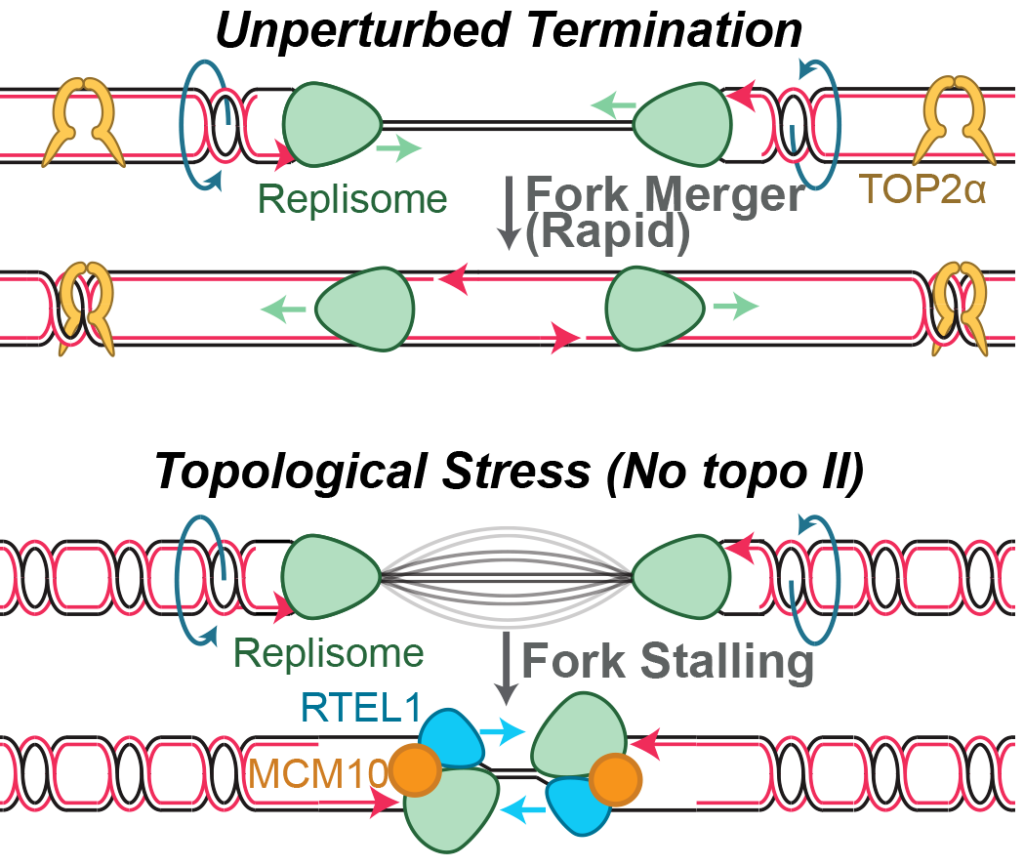 Research | Dewar Lab | Vanderbilt University