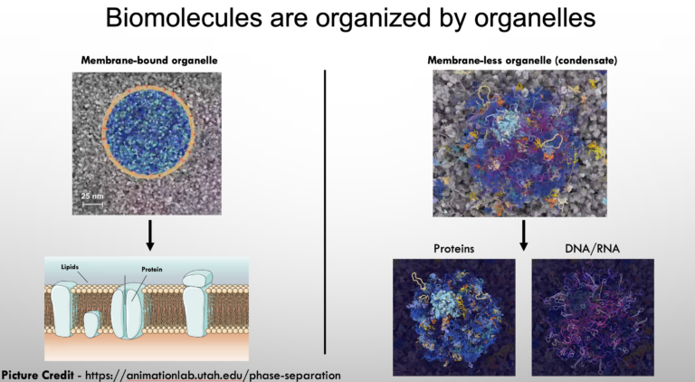 Research | Folkmann Lab | Vanderbilt University