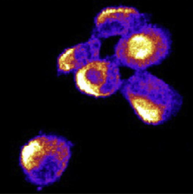 Publications | Zanic Lab | Vanderbilt University