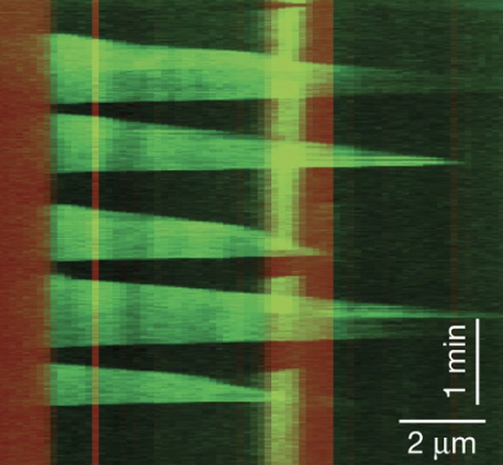 Publications | Zanic Lab | Vanderbilt University