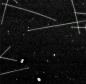 Publications | Zanic Lab | Vanderbilt University