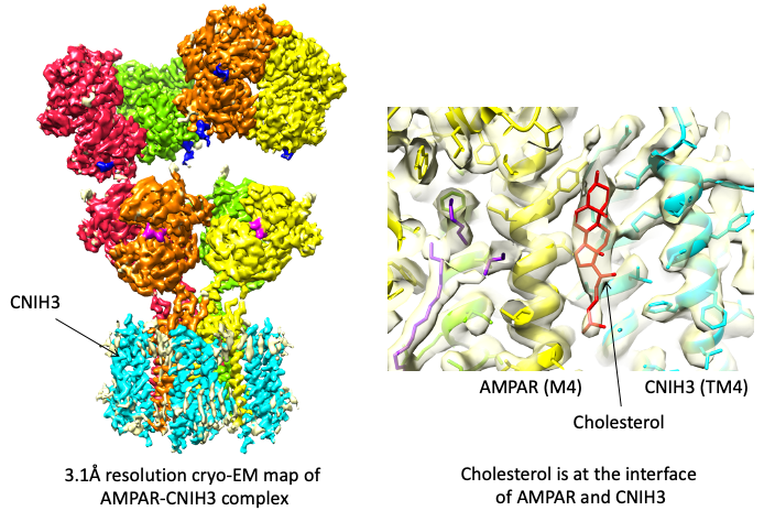 Research Focus | Nakagawa Lab | Vanderbilt University