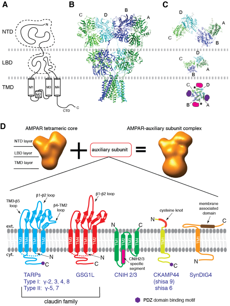 Research Focus | Nakagawa Lab | Vanderbilt University