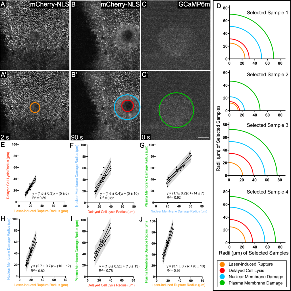A new paper in PLoS One | Page McCaw Lab | Vanderbilt University