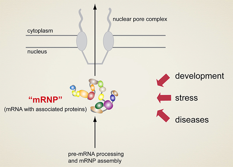 Research Overview | Ren Lab | Vanderbilt University